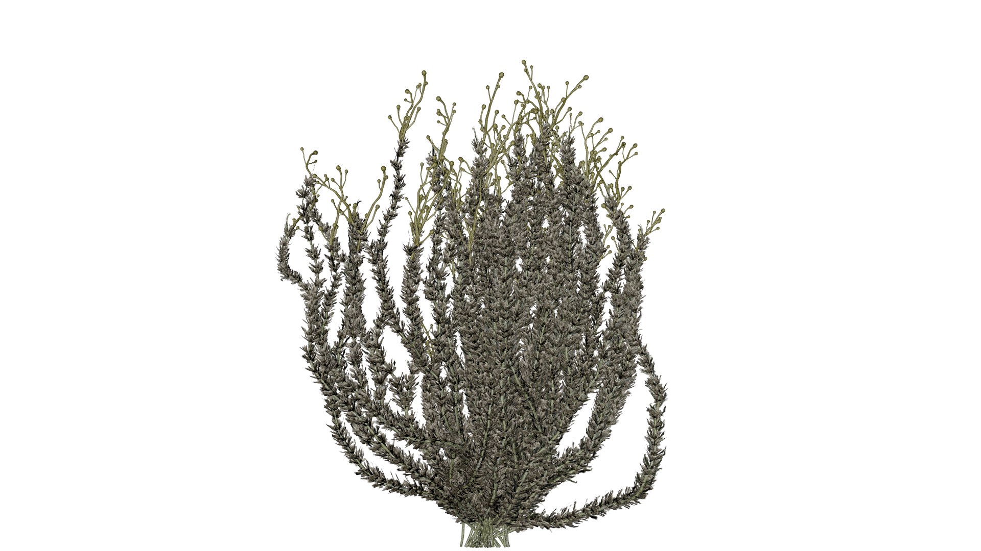 3D Sagebrush Bush - 05 - Model - TurboSquid 2372884