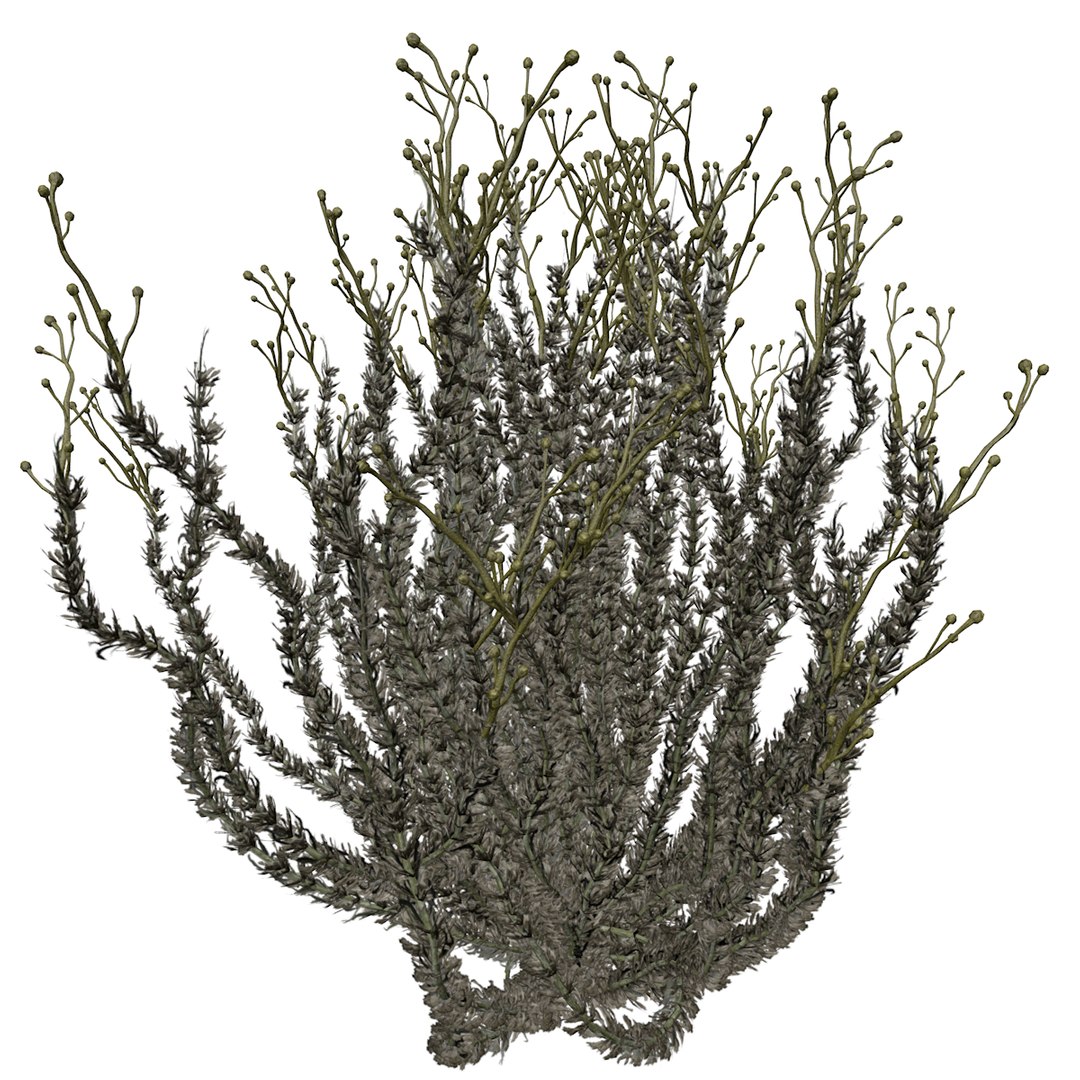 3D Sagebrush Bush - 05 - Model - TurboSquid 2372884