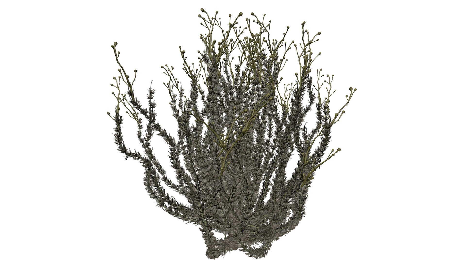 3D Sagebrush Bush - 05 - Model - TurboSquid 2372884