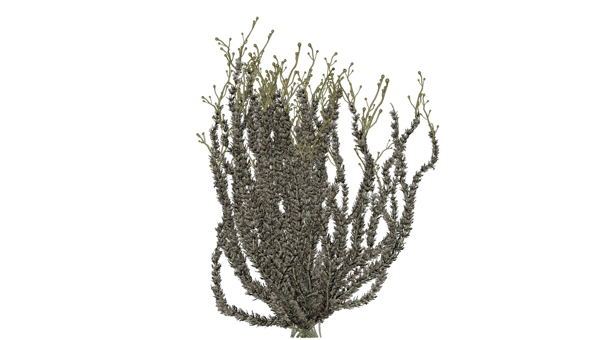 3D Sagebrush Bush - 05 - Model - TurboSquid 2372884