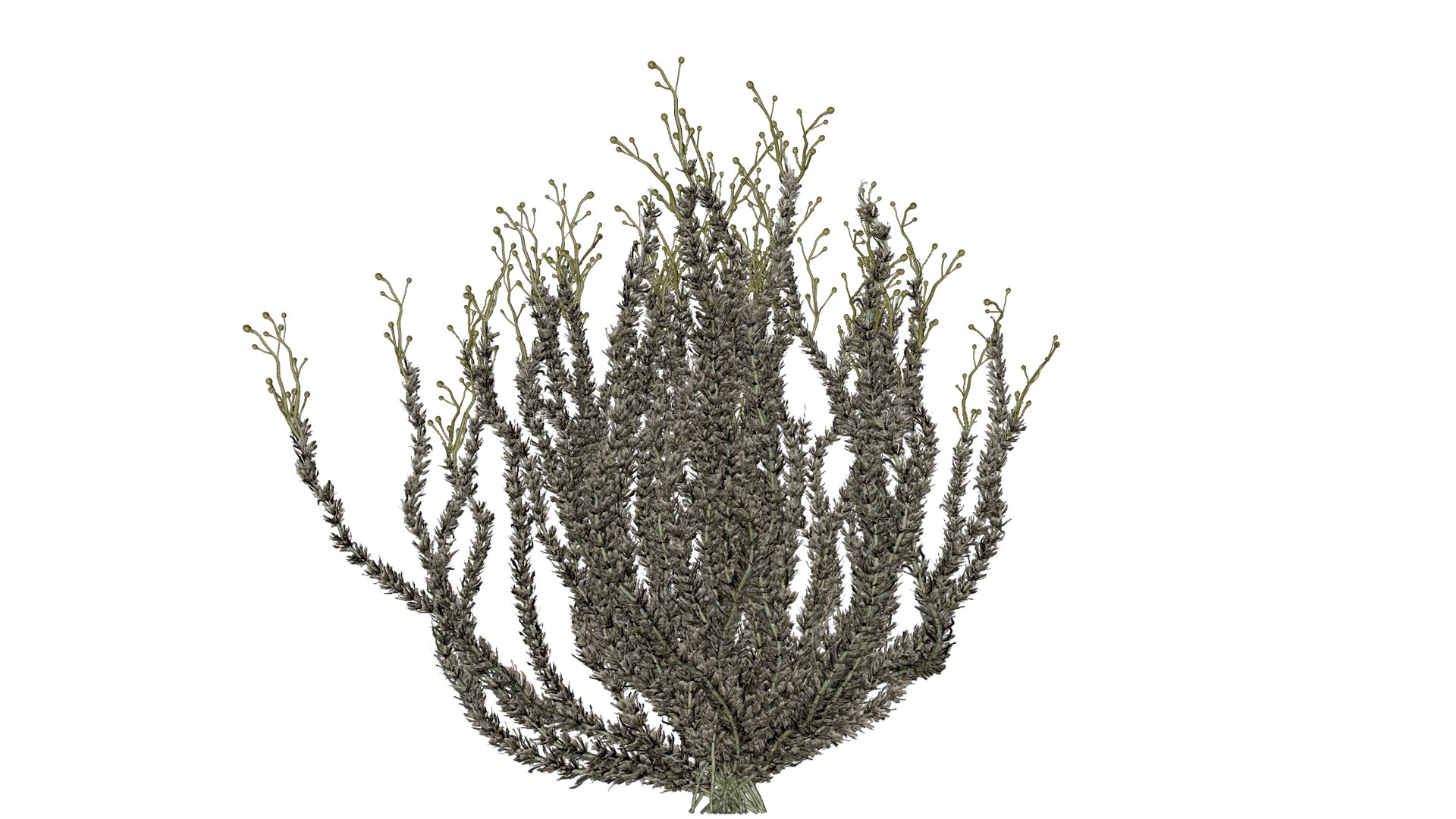 3D Sagebrush Bush - 05 - Model - TurboSquid 2372884