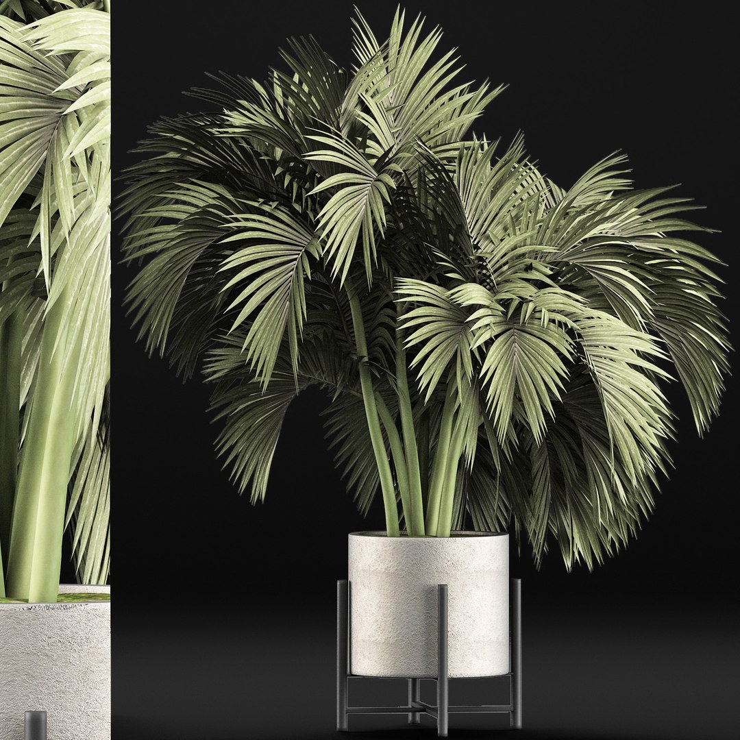 Palm Plants 3D Model - TurboSquid 1680763