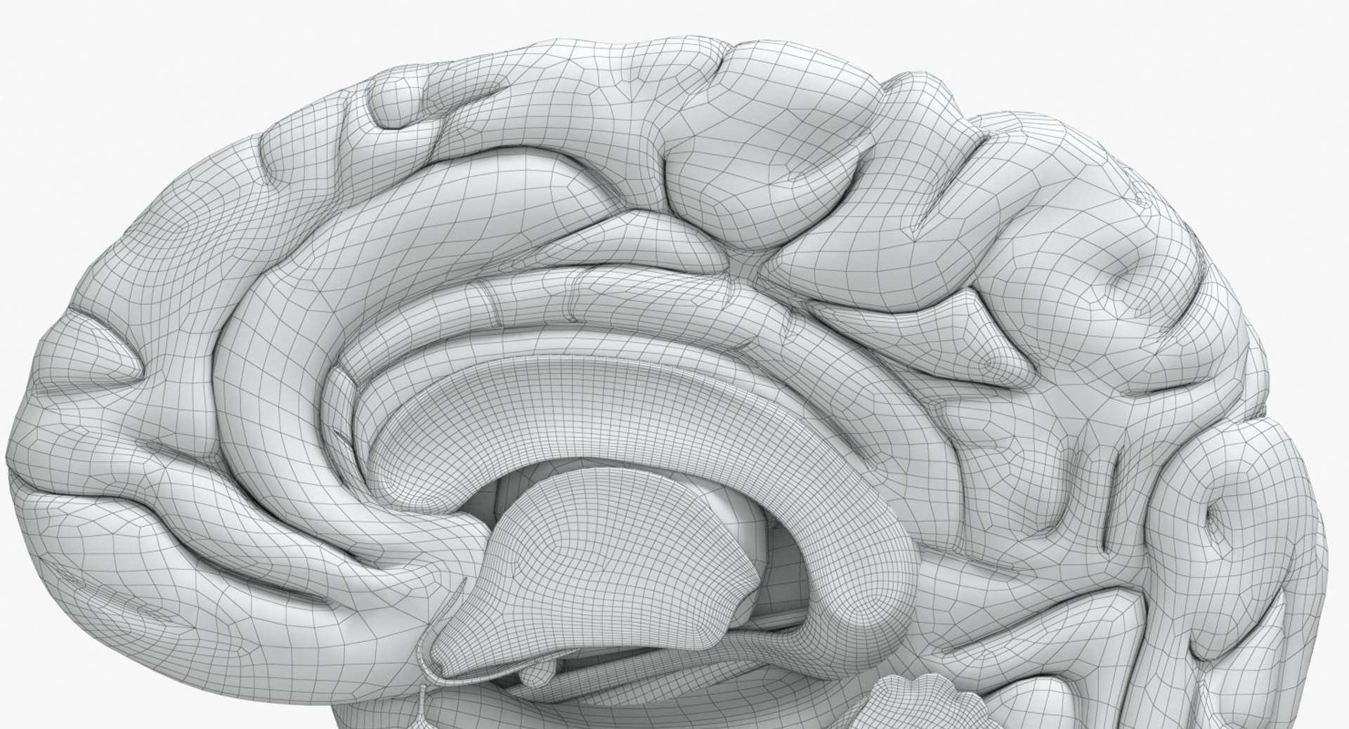 3D Model Human Brain Anatomy - TurboSquid 1380753
