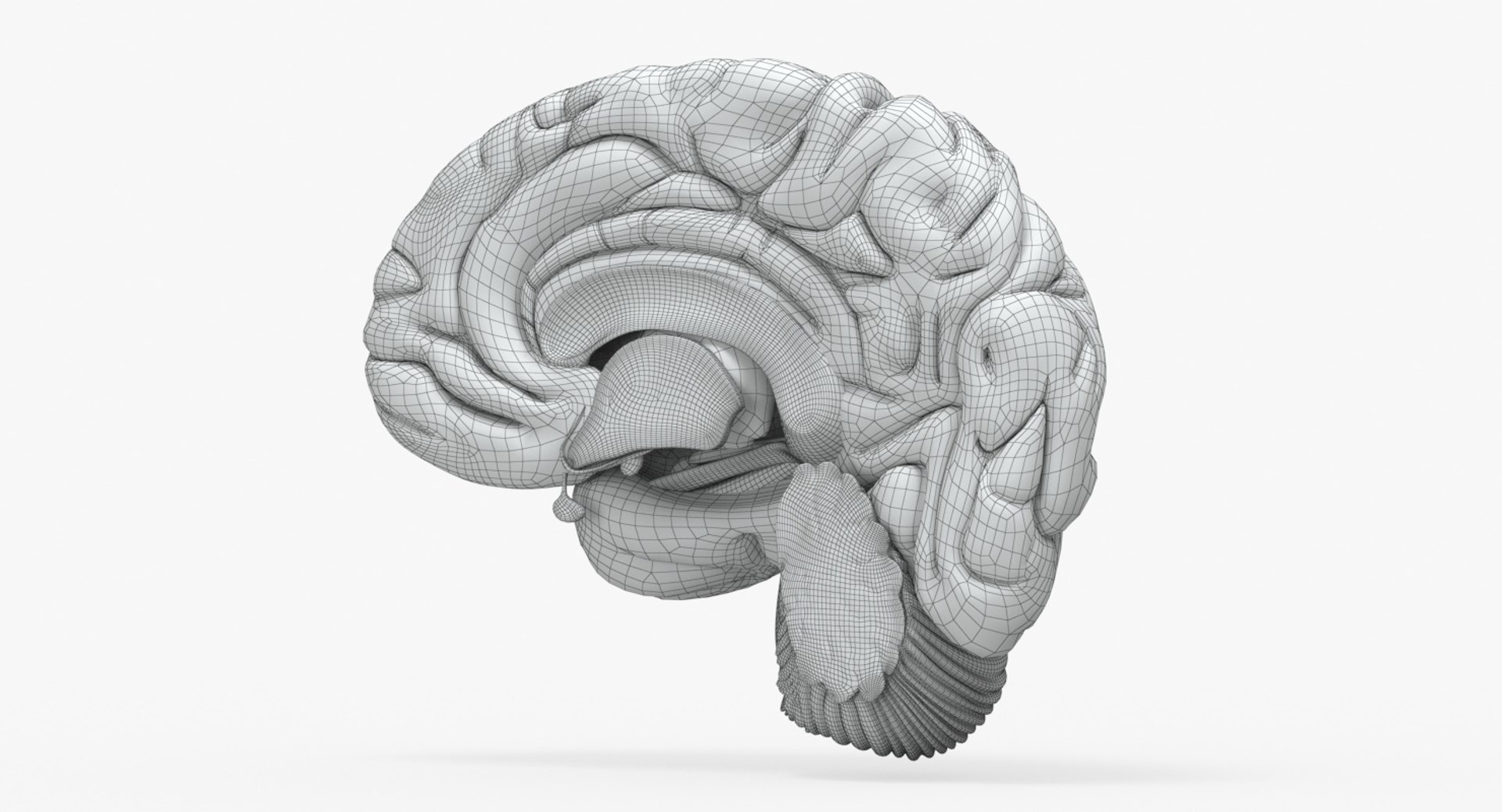 3D Model Human Brain Anatomy - TurboSquid 1380753