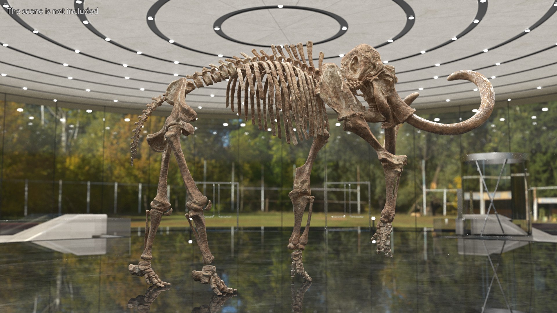 3D Mammoth Skeleton Old Bones Rigged For Maya - TurboSquid 1875442