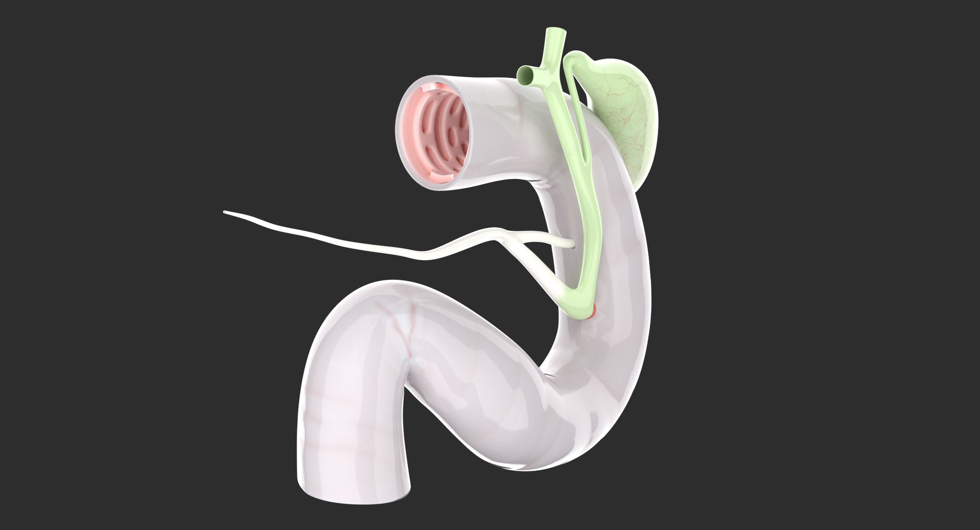 3D pancreas anatomical model - TurboSquid 1161335