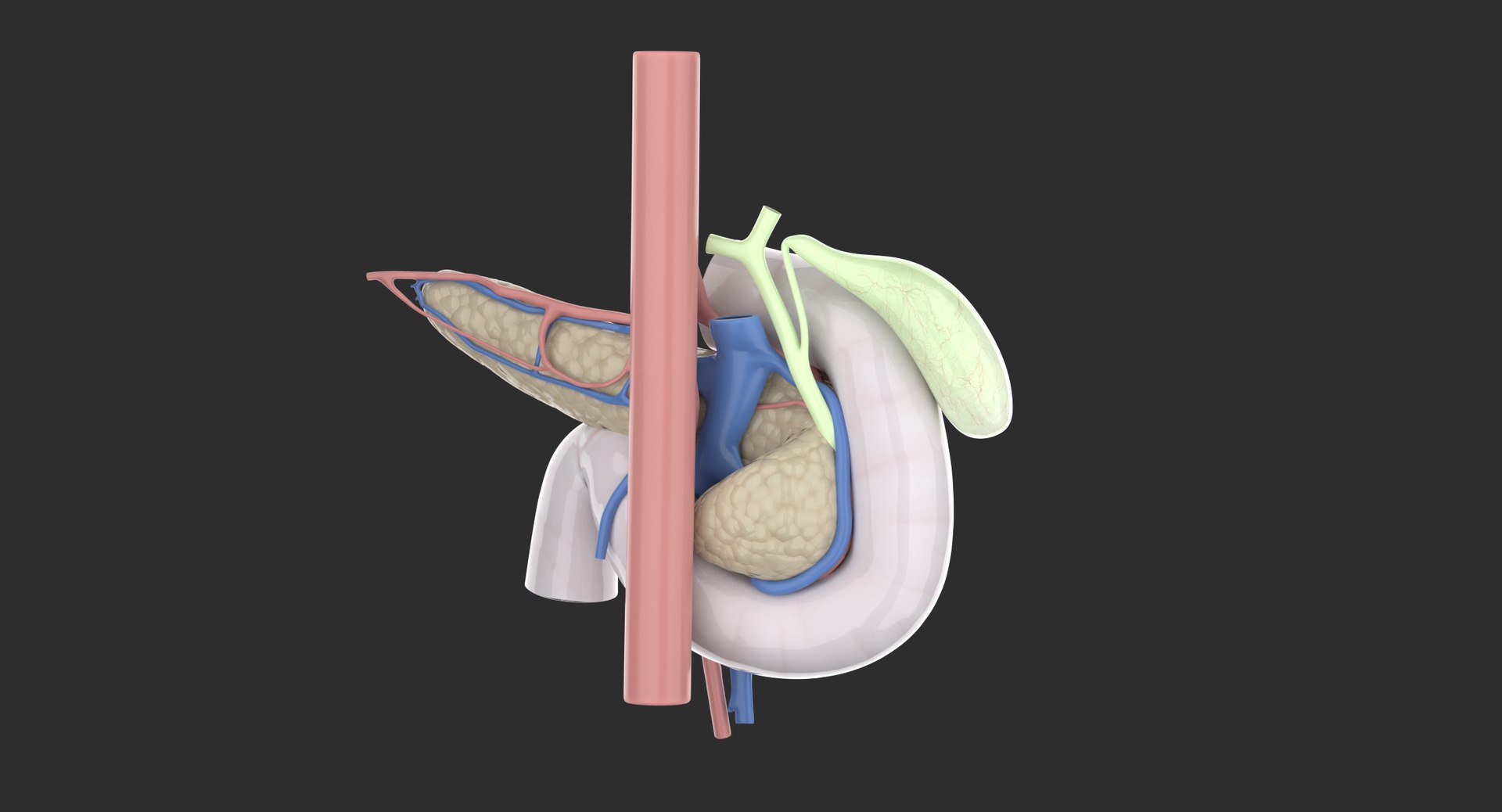 3D pancreas anatomical model - TurboSquid 1161335