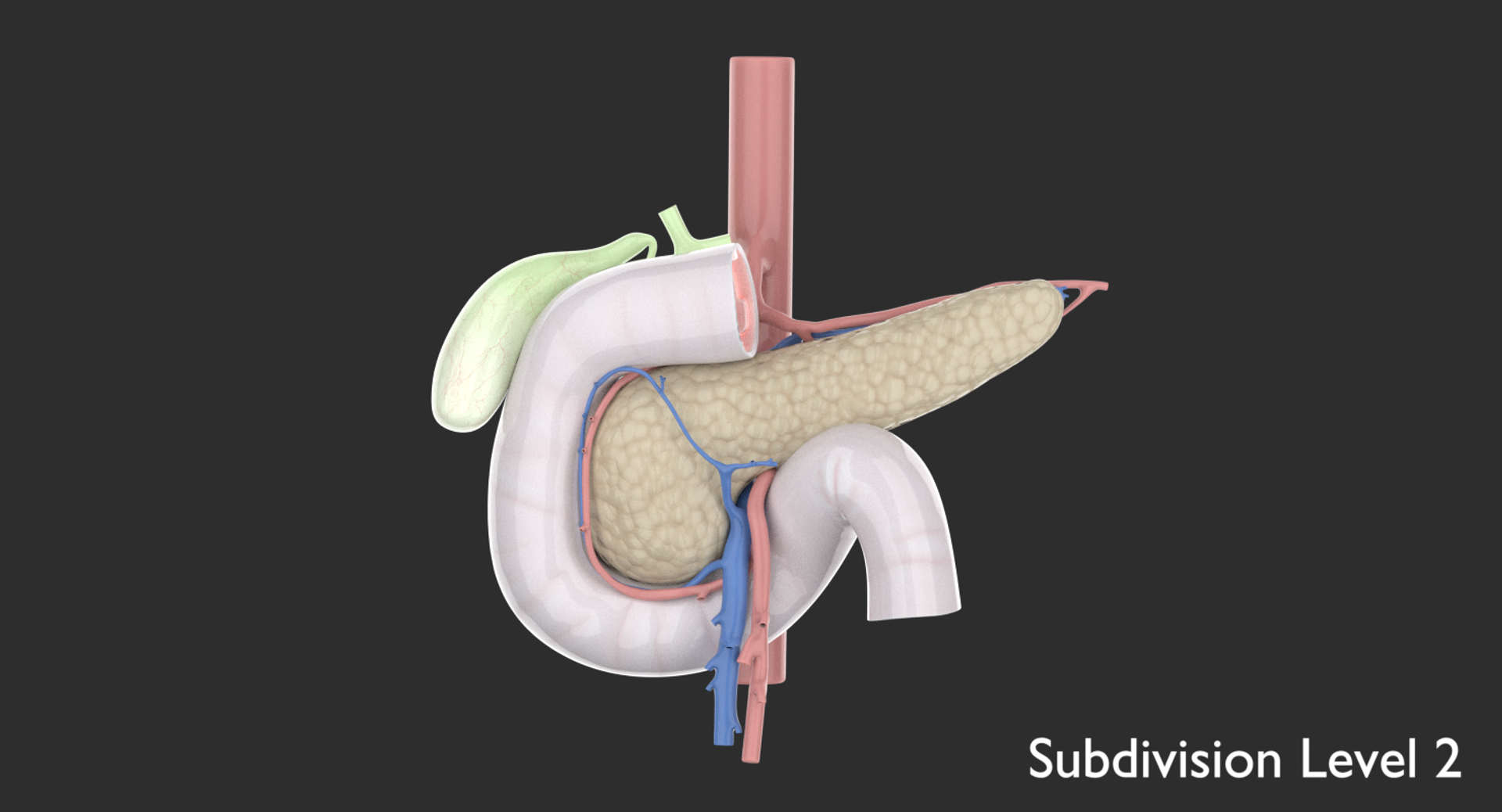 3D pancreas anatomical model - TurboSquid 1161335