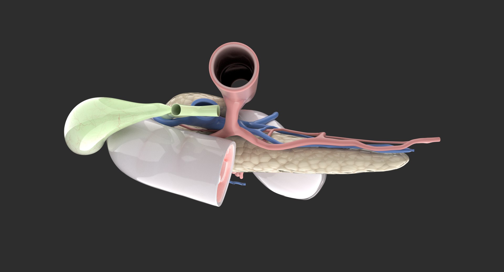 3D pancreas anatomical model - TurboSquid 1161335