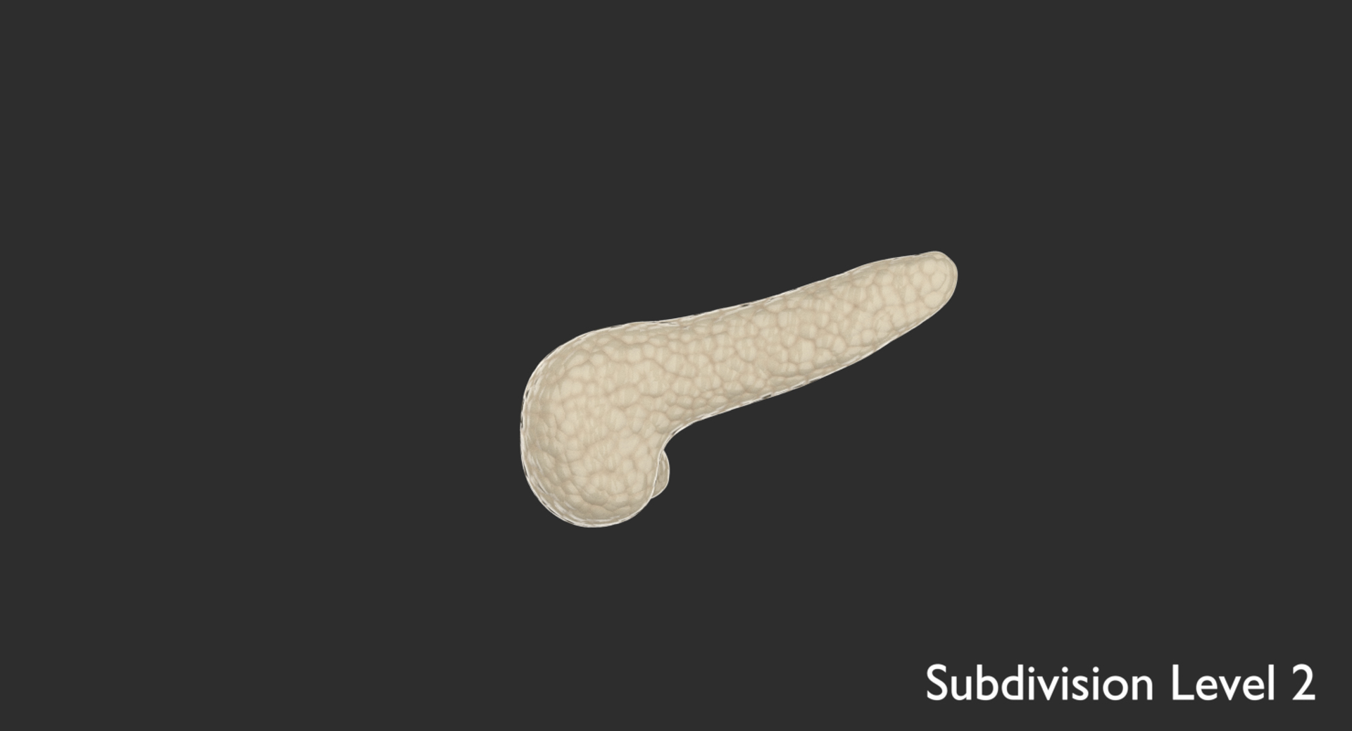 3D pancreas anatomical model - TurboSquid 1161335
