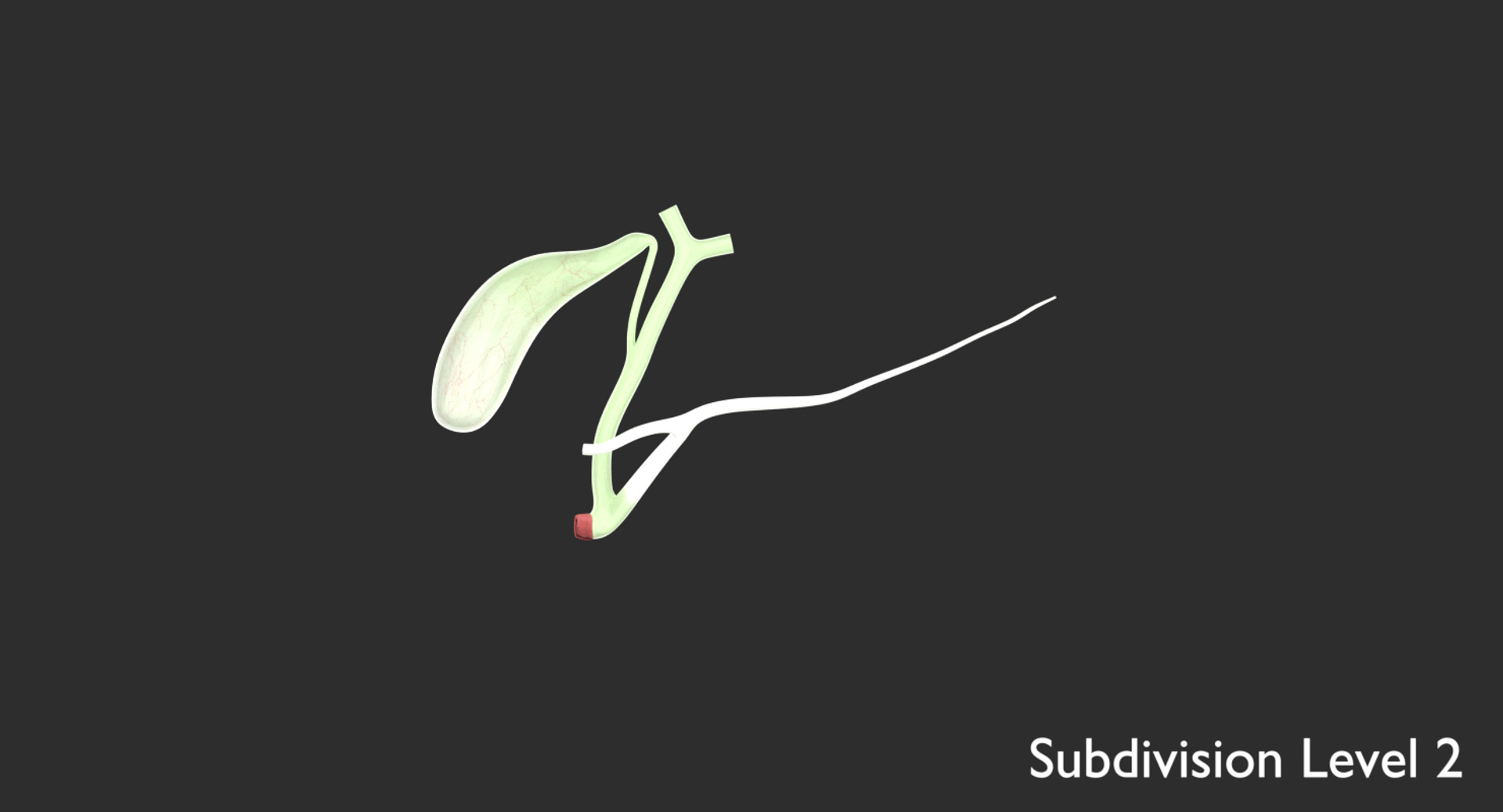 3D pancreas anatomical model - TurboSquid 1161335