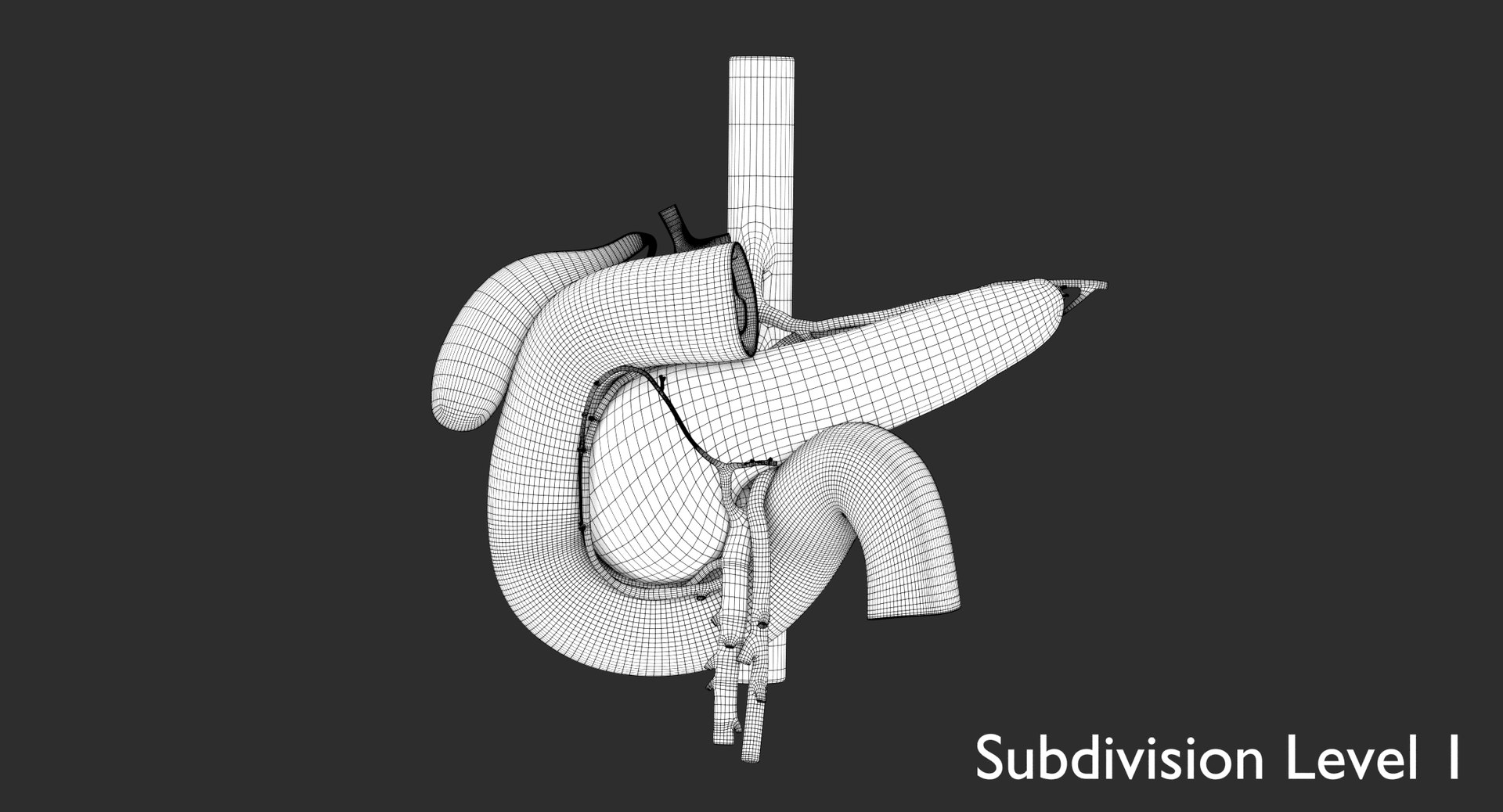 3D pancreas anatomical model - TurboSquid 1161335