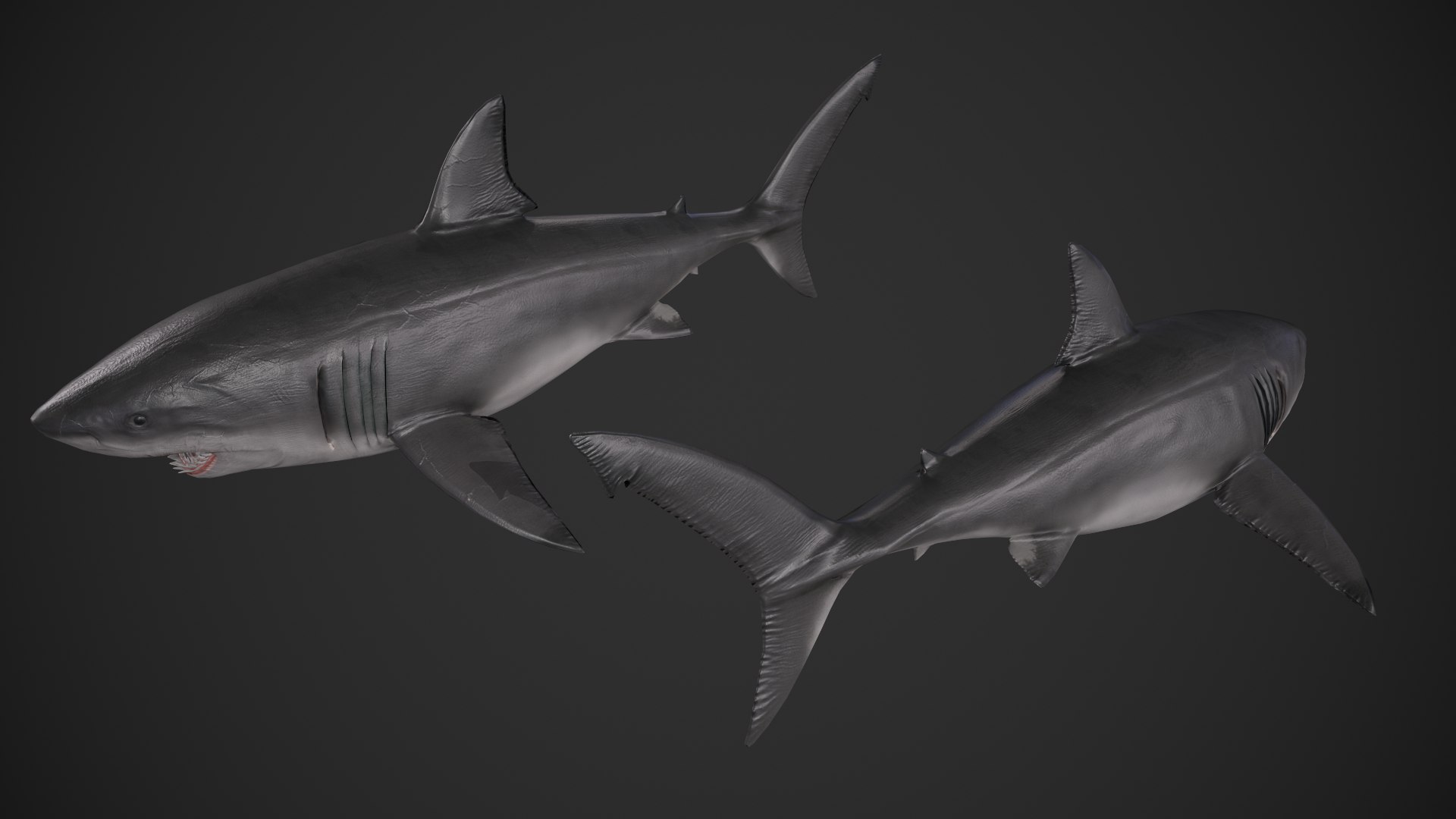 Great White Shark 3D Model - TurboSquid 1987162