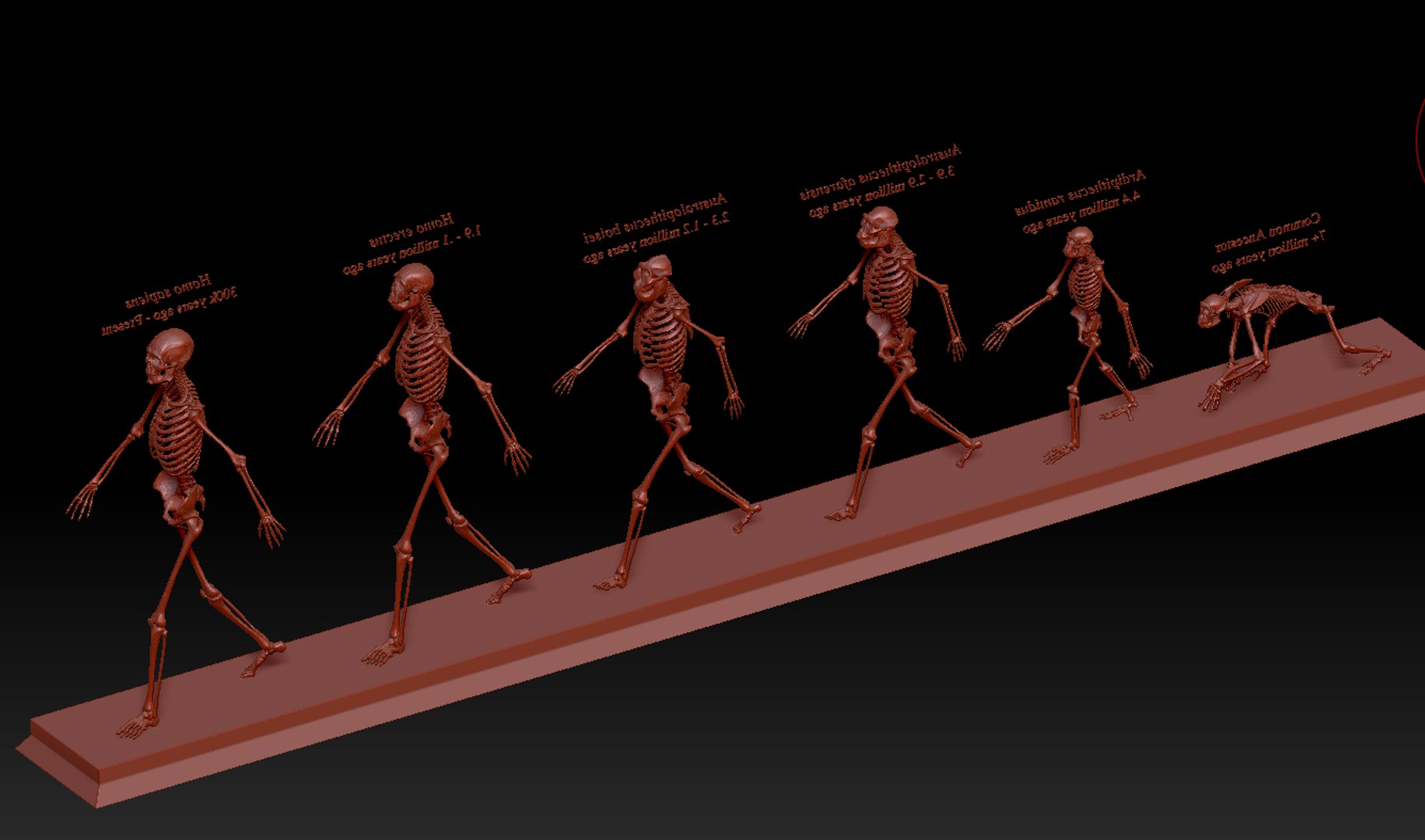 3D Skeleton Evolution Darwin - TurboSquid 1428005