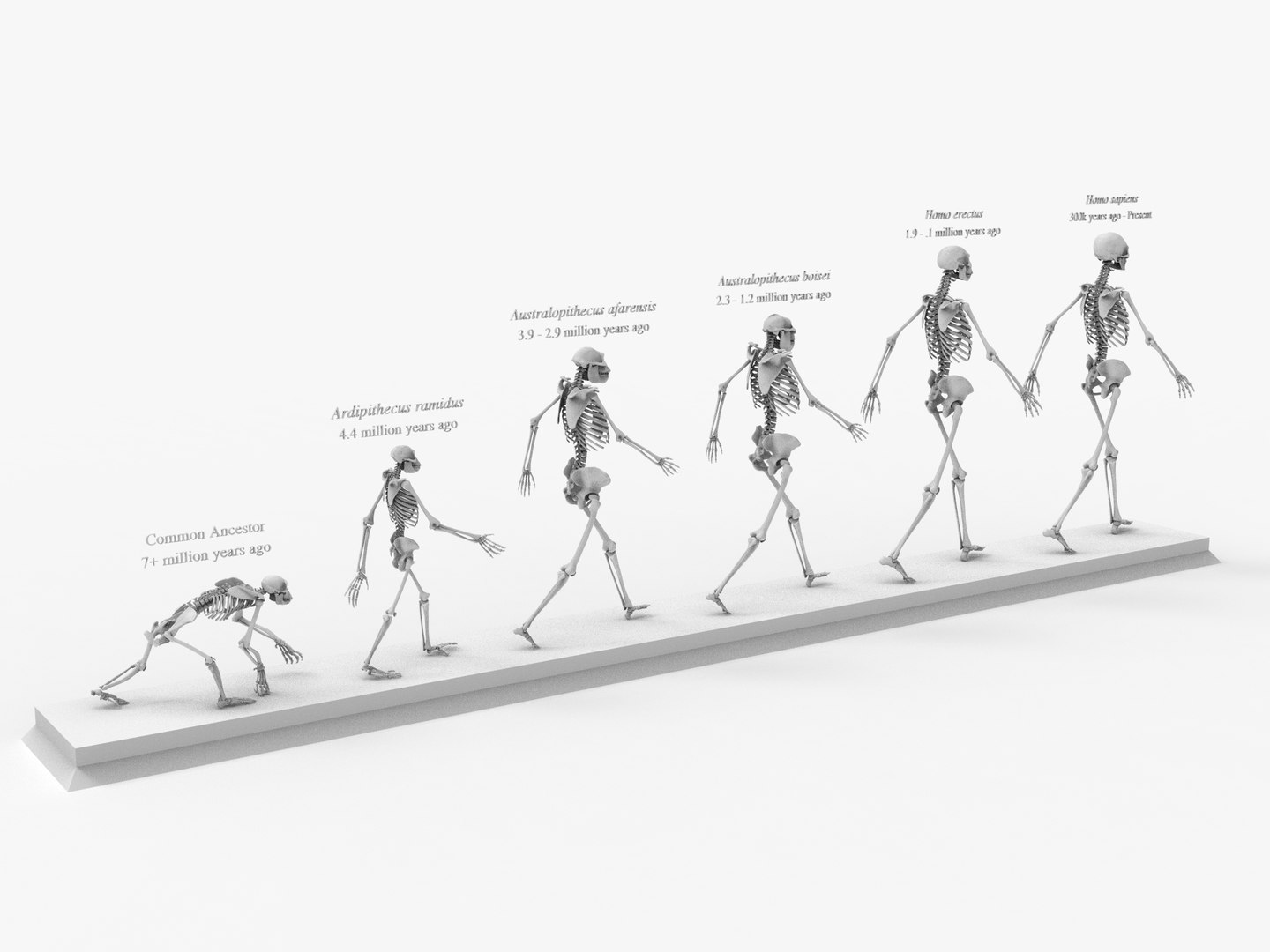 3D Skeleton Evolution Darwin - TurboSquid 1428005