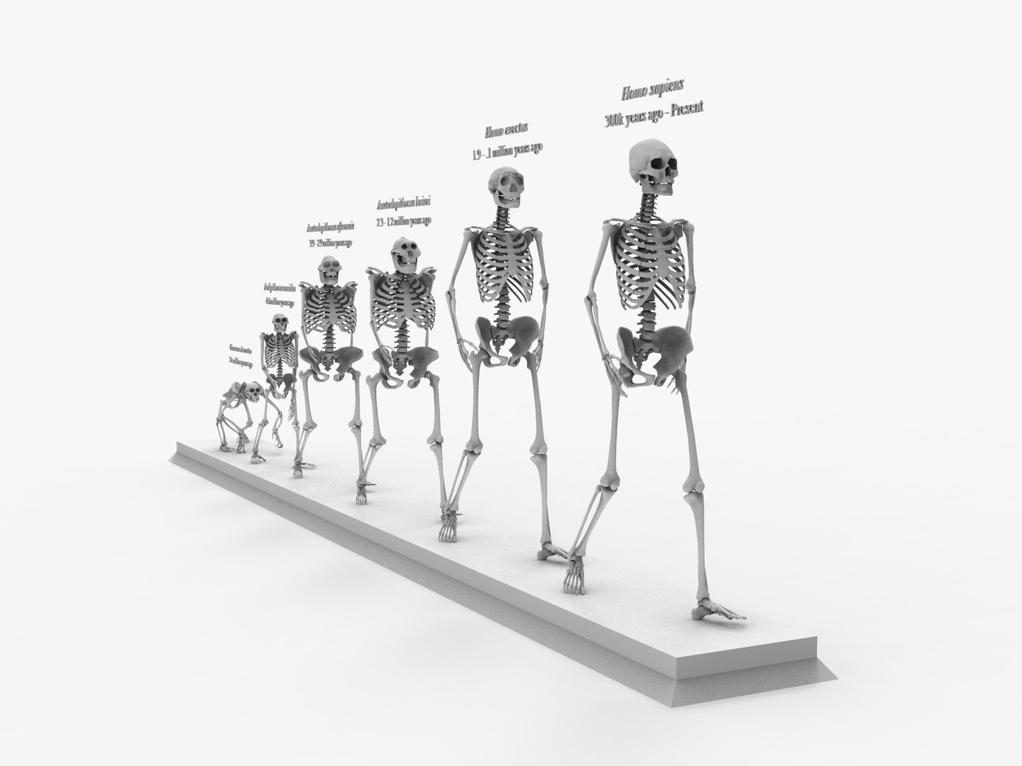 3D Skeleton Evolution Darwin - TurboSquid 1428005