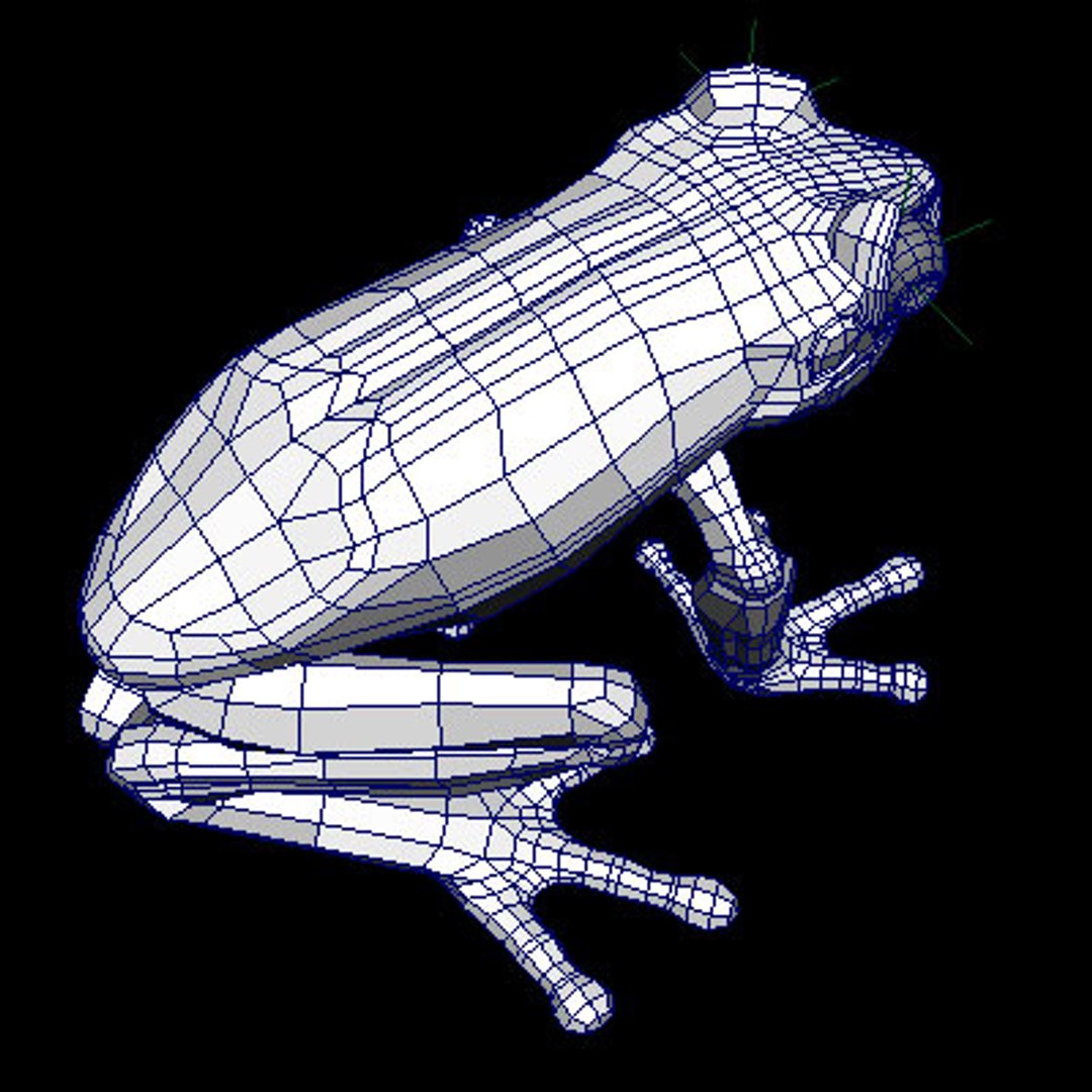 Frog 3d Model