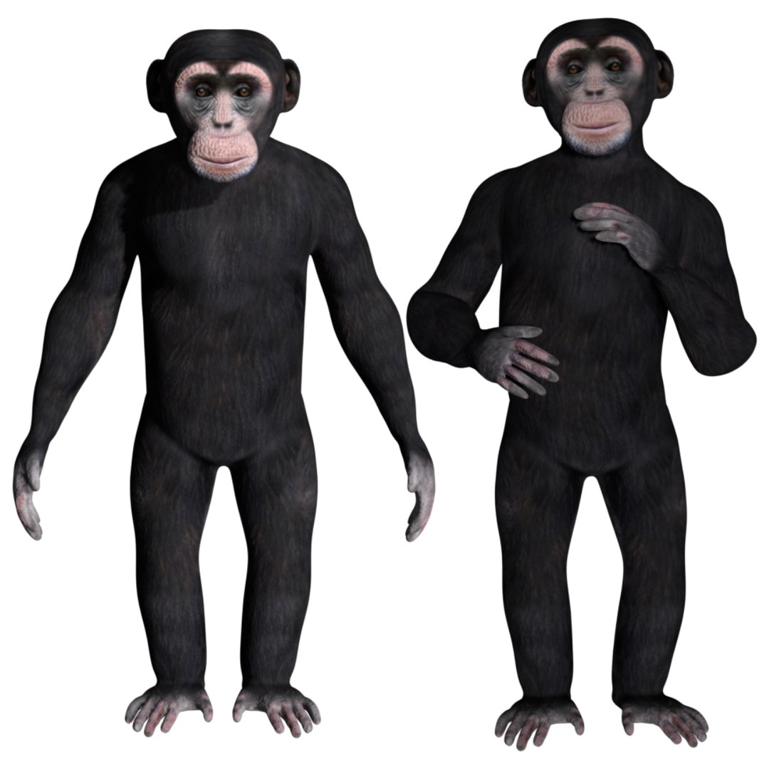 3D Model Fully Rigged Low Poly Chimpanzee - TurboSquid 1754344