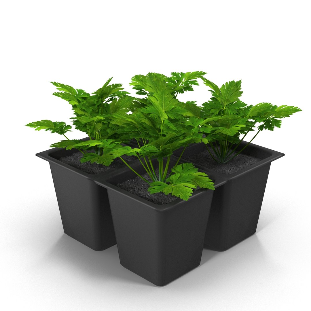 3d Parsley Seedlings