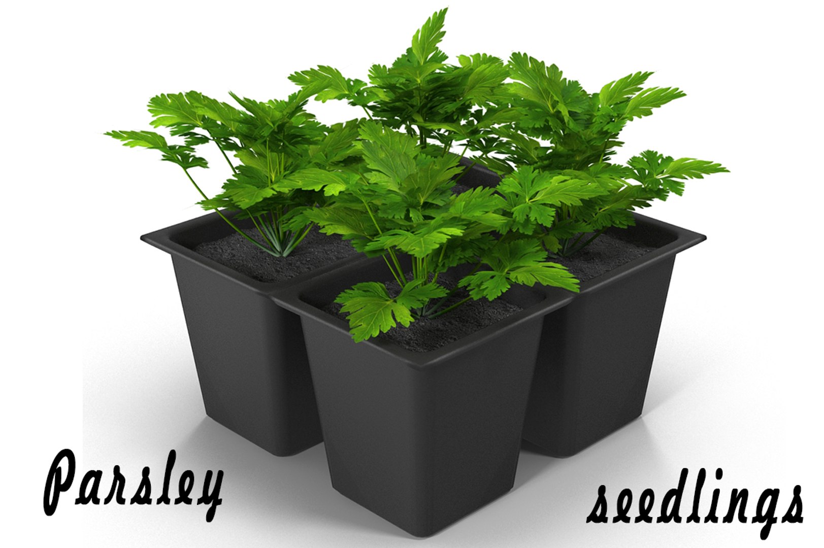 3d Parsley Seedlings