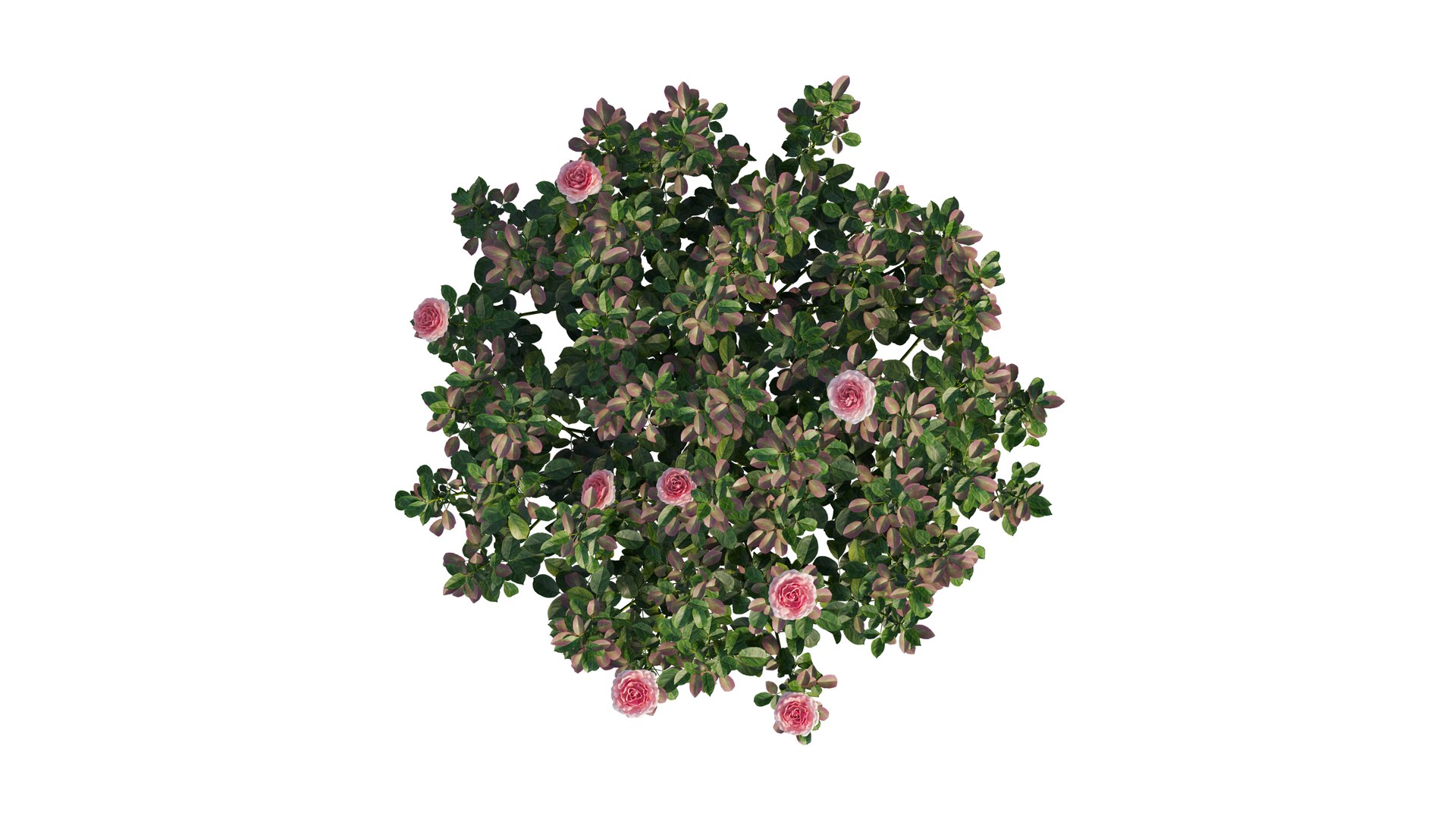3D Rose Plant Set 28 - TurboSquid 1604544