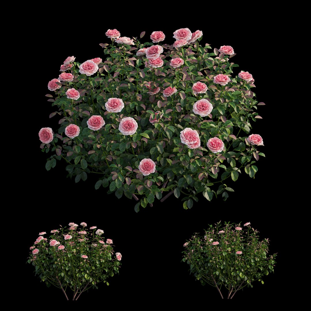 3D Rose Plant Set 28 - TurboSquid 1604544