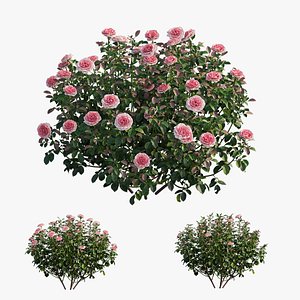 Rose Blender Models for Download | TurboSquid