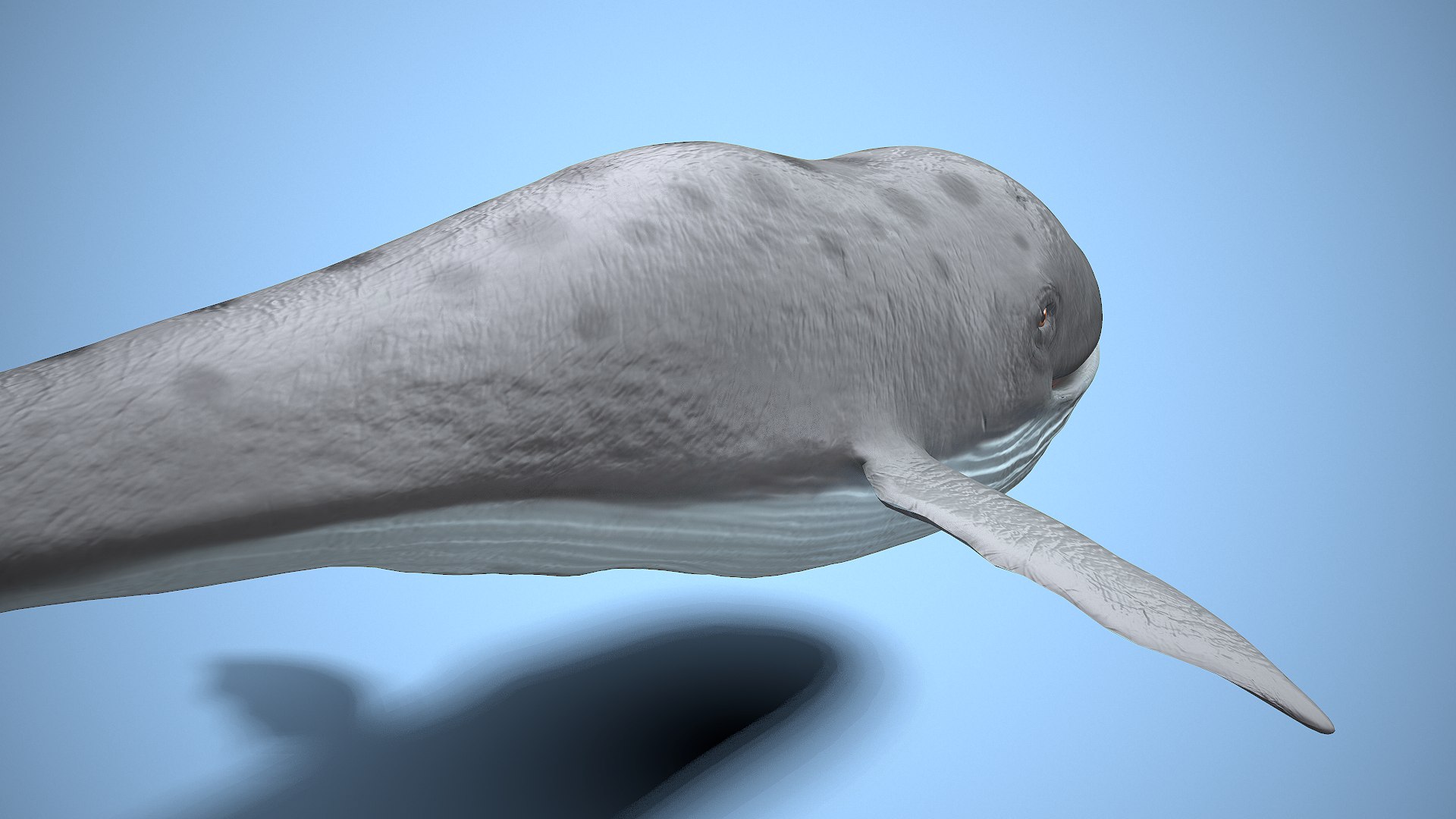 3D Swim Animation - TurboSquid 1511330