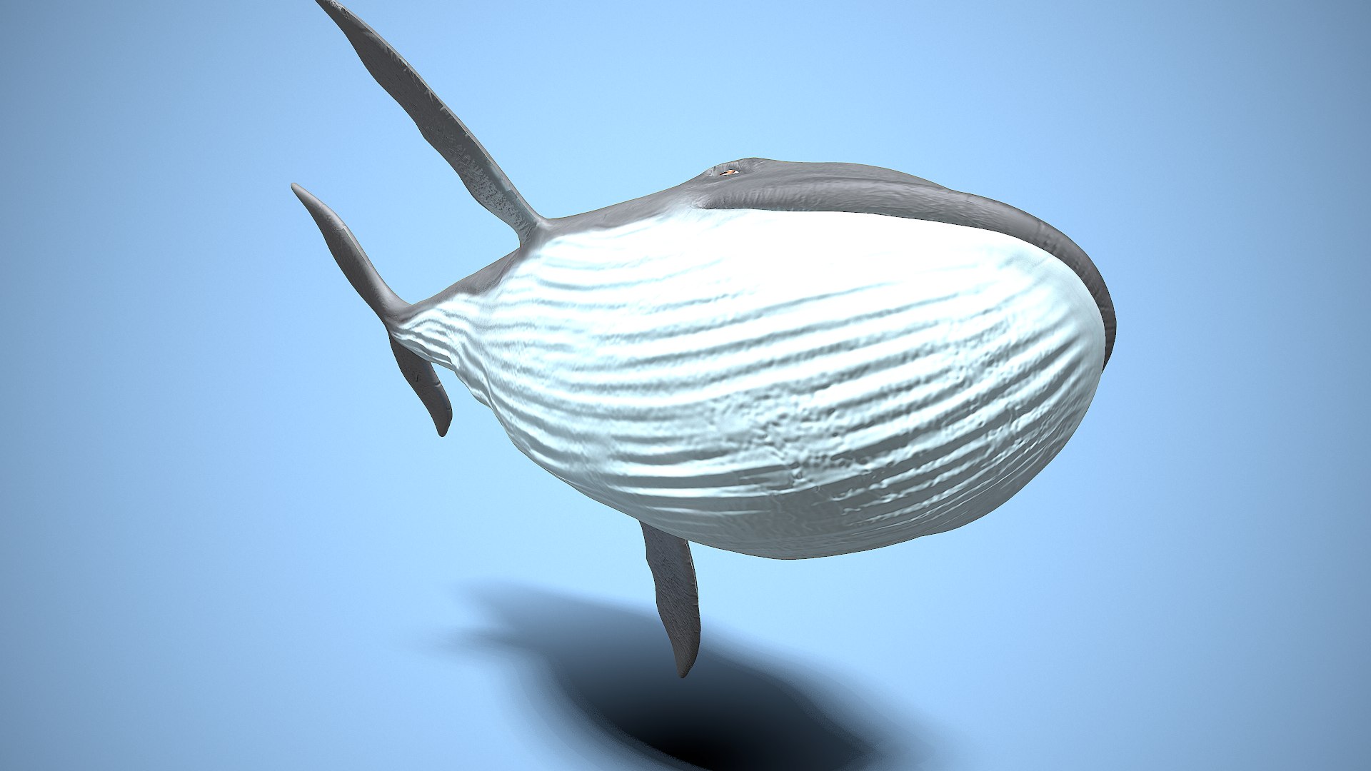 3D Swim Animation - TurboSquid 1511330