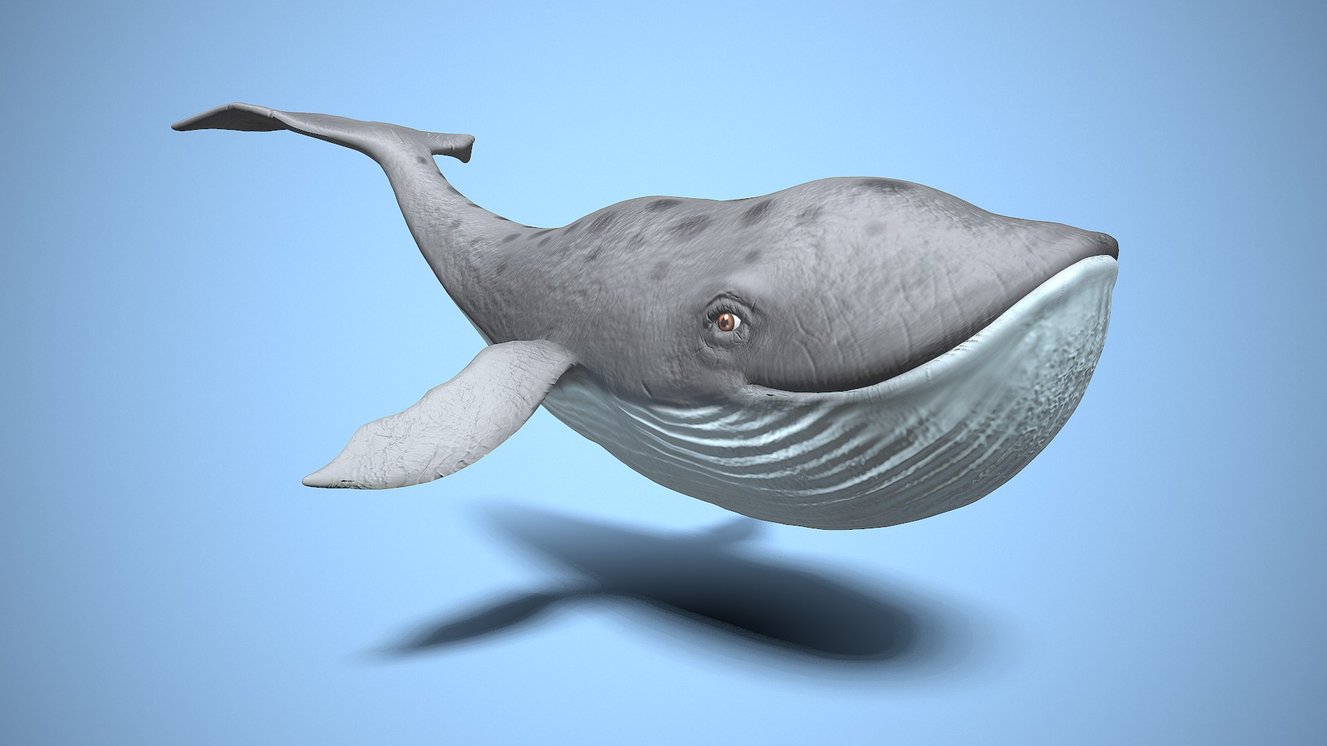 3D Swim Animation - TurboSquid 1511330