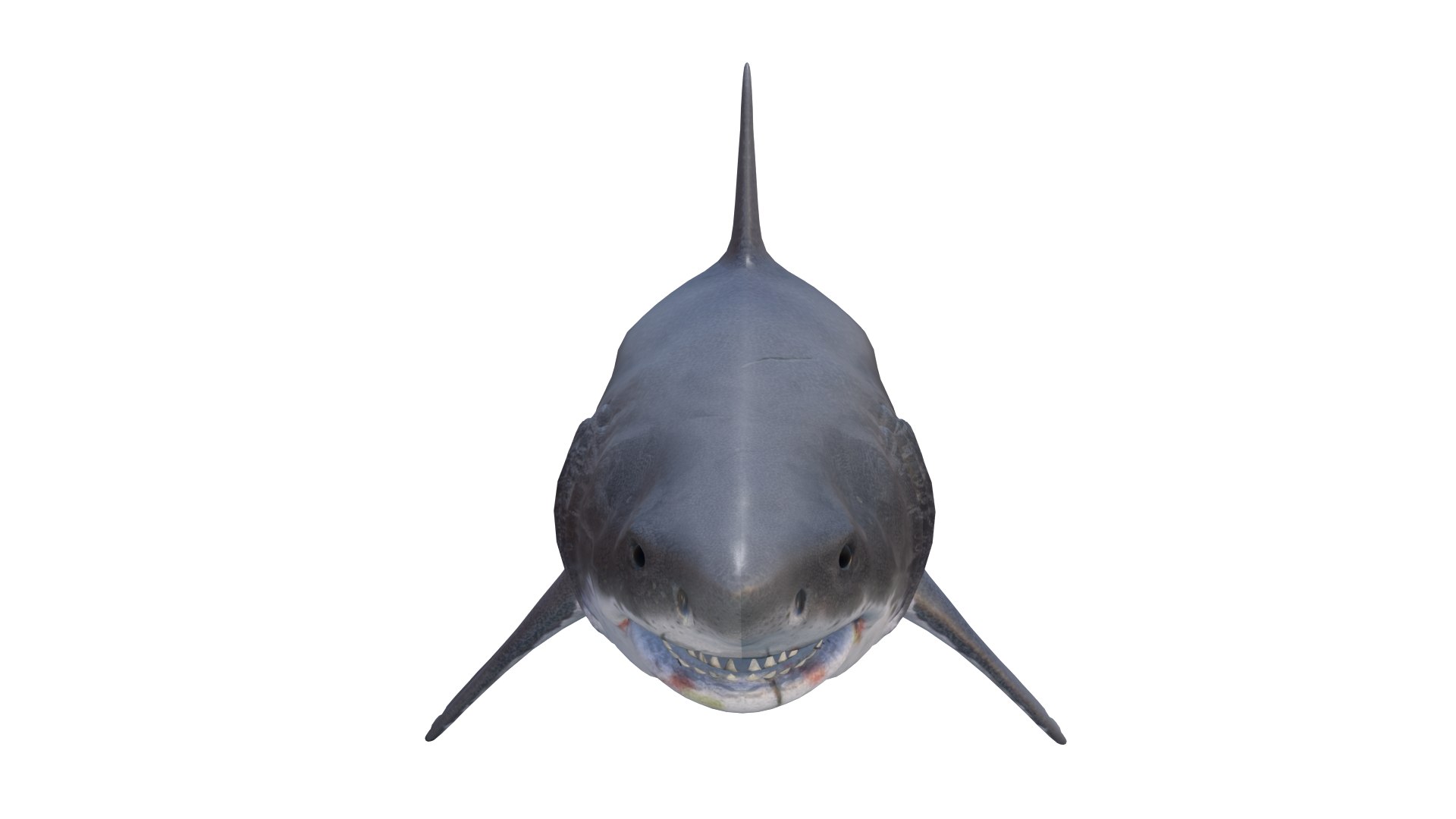 Eobalaenoptera Harrisoni Animal 3D Model 3D Model - TurboSquid 2313610