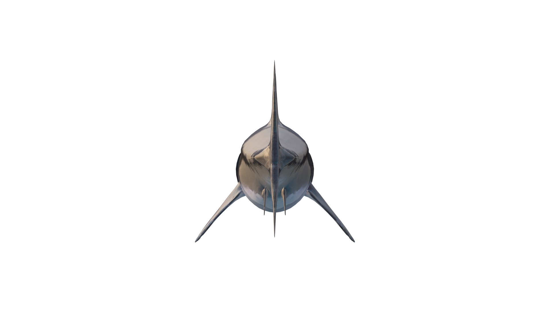 Eobalaenoptera Harrisoni Animal 3D Model 3D Model - TurboSquid 2313610