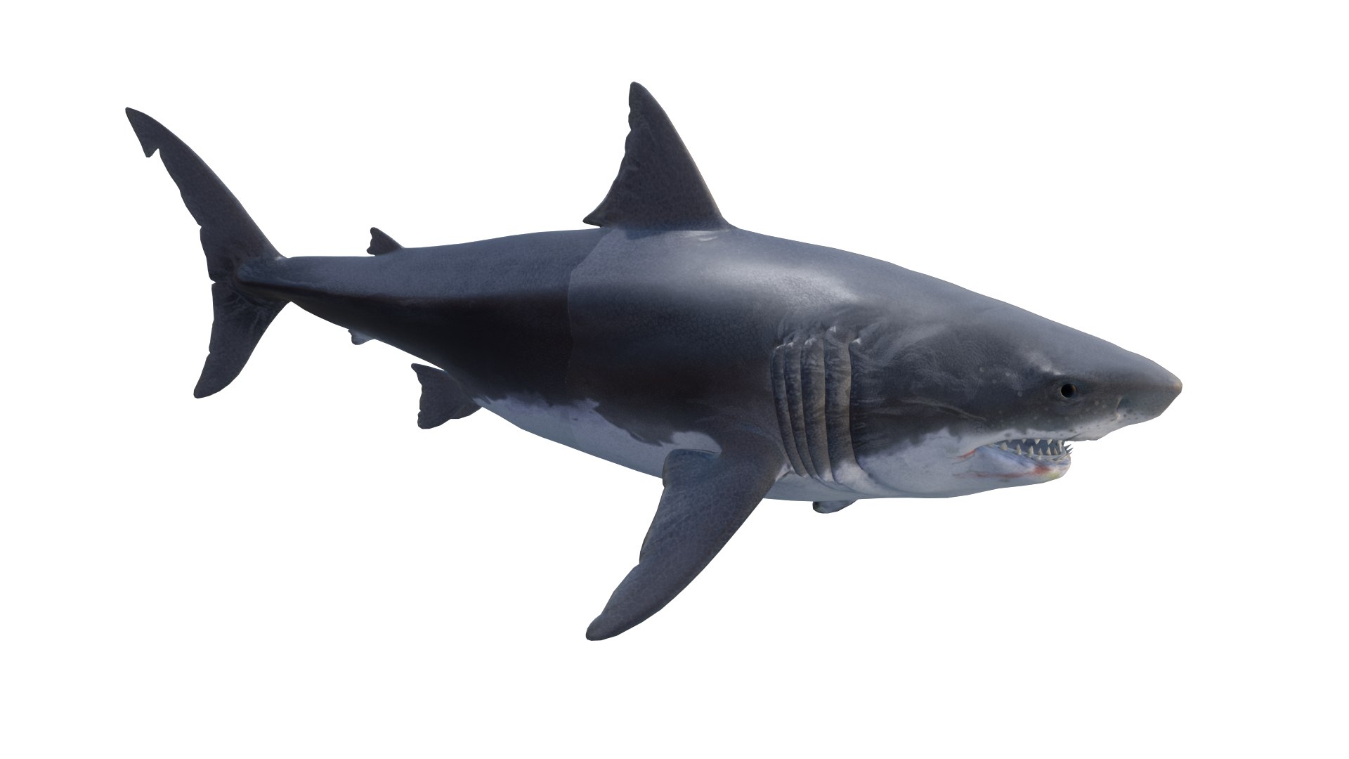 Eobalaenoptera Harrisoni Animal 3D Model 3D Model - TurboSquid 2313610