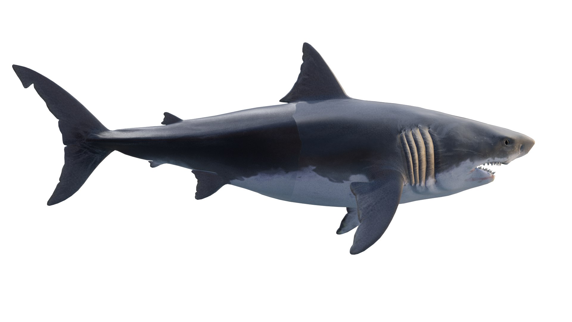 Eobalaenoptera Harrisoni Animal 3D Model 3D Model - TurboSquid 2313610