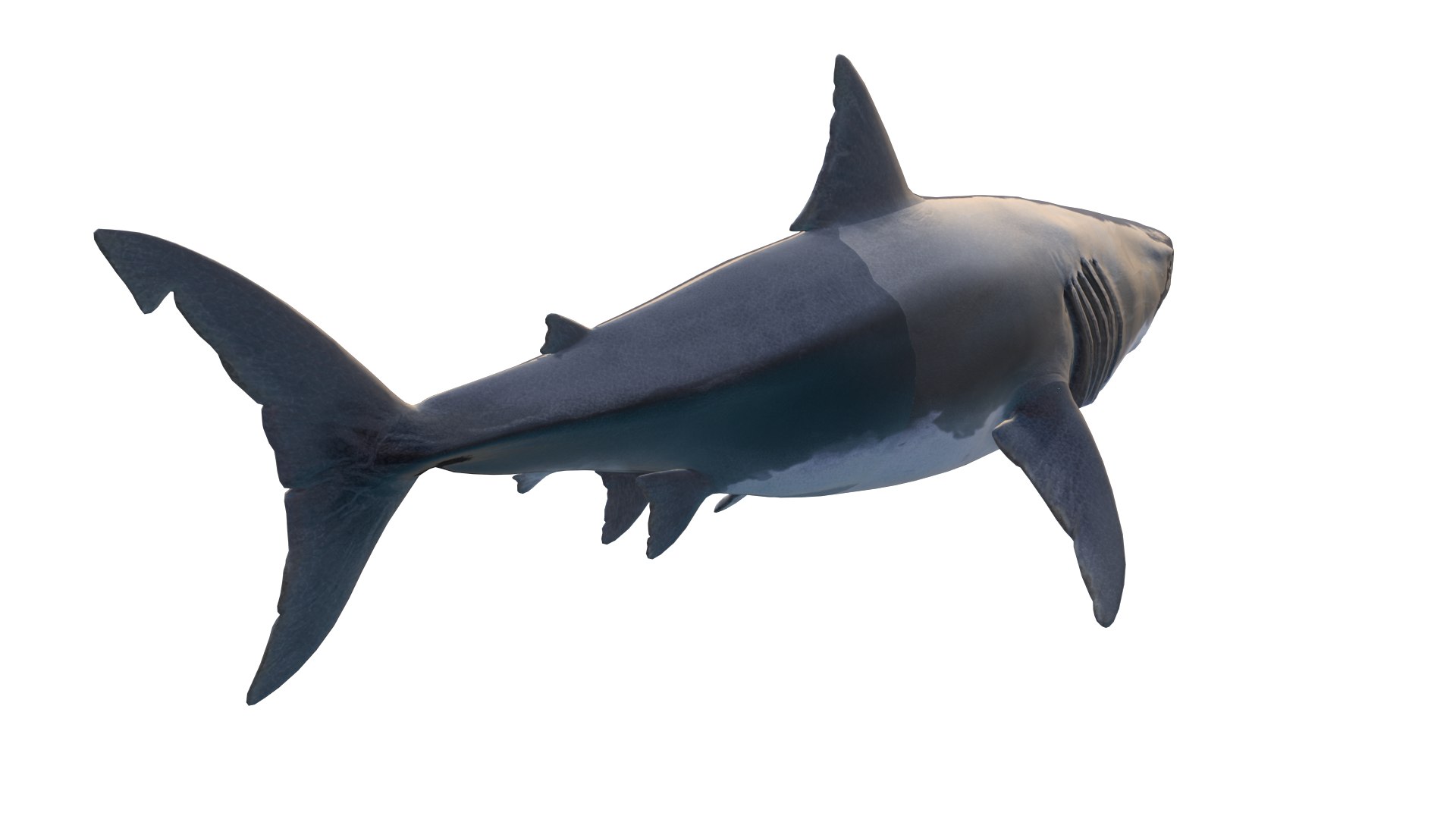 Eobalaenoptera Harrisoni Animal 3D Model 3D Model - TurboSquid 2313610