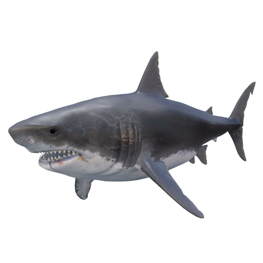 Eobalaenoptera Harrisoni Animal 3D Model 3D Model - TurboSquid 2313610