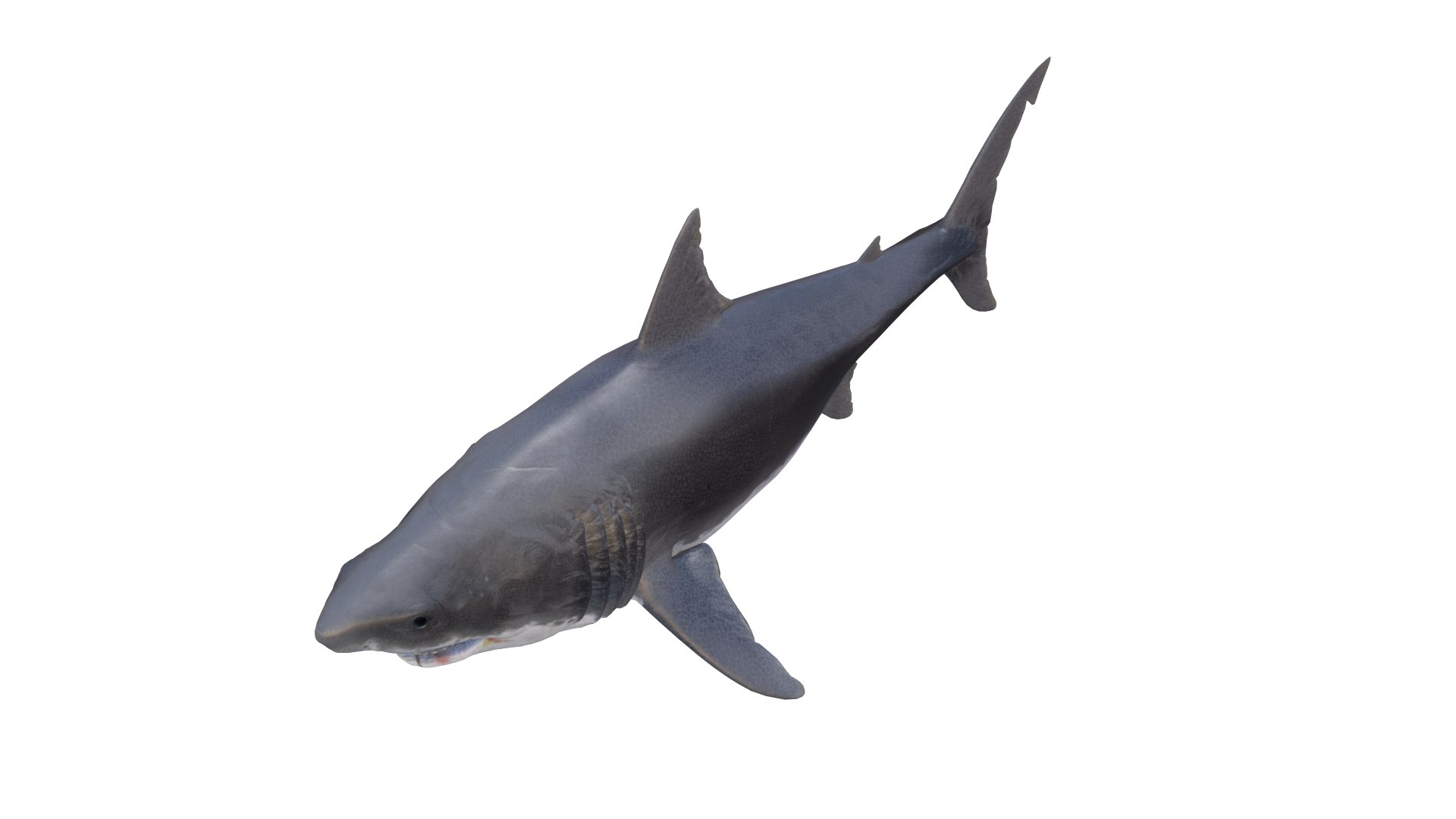 Eobalaenoptera Harrisoni Animal 3D Model 3D Model - TurboSquid 2313610