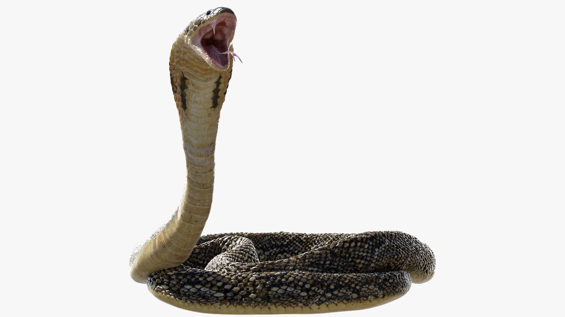 3D snake rig - TurboSquid 1273422