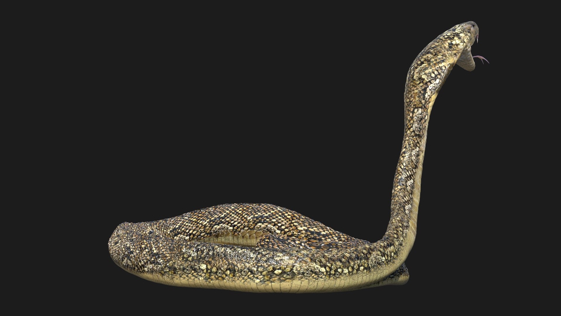 3D Snake Rig - TurboSquid 1273422