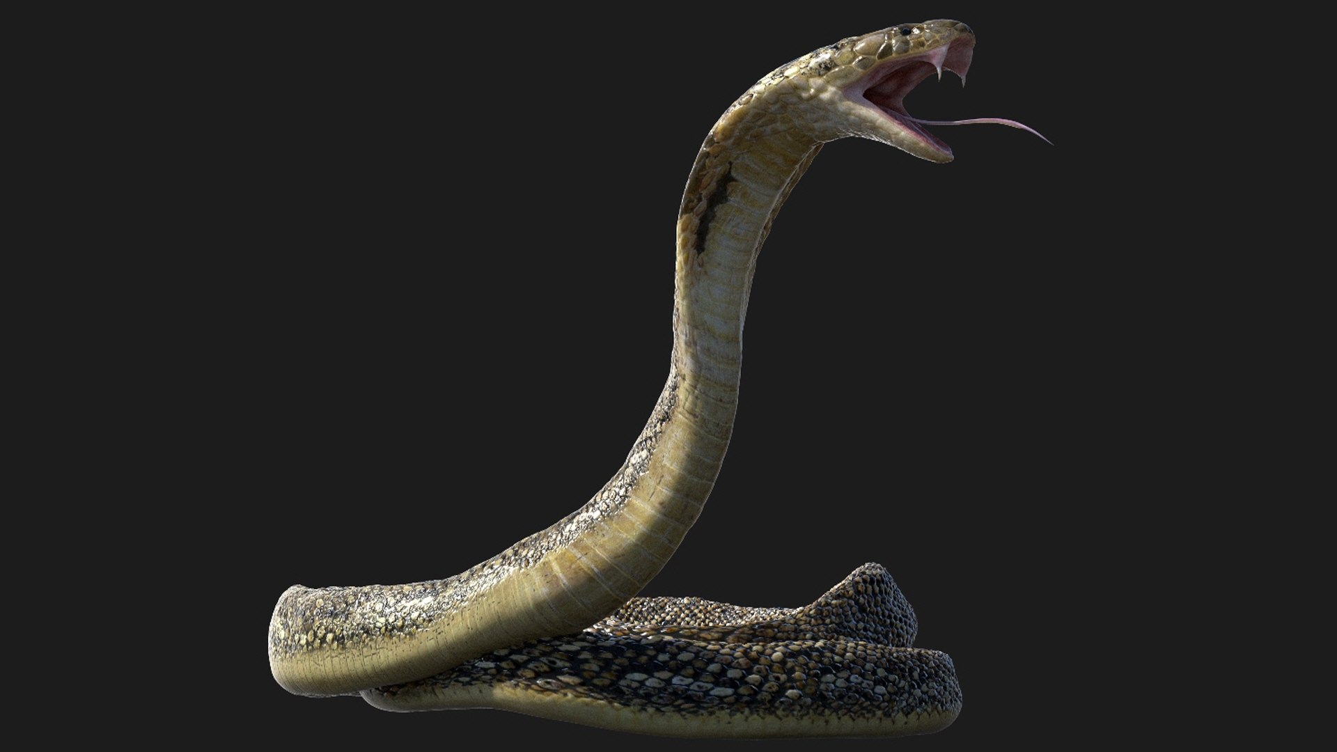 3D Snake Rig - TurboSquid 1273422