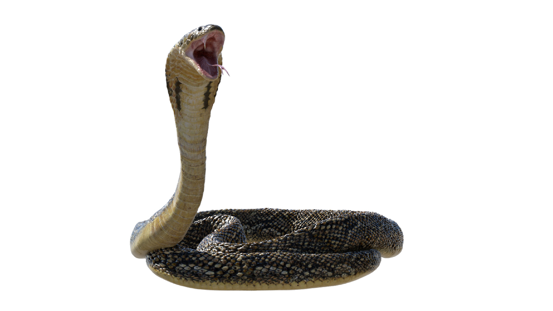 3D Snake Rig - TurboSquid 1273422