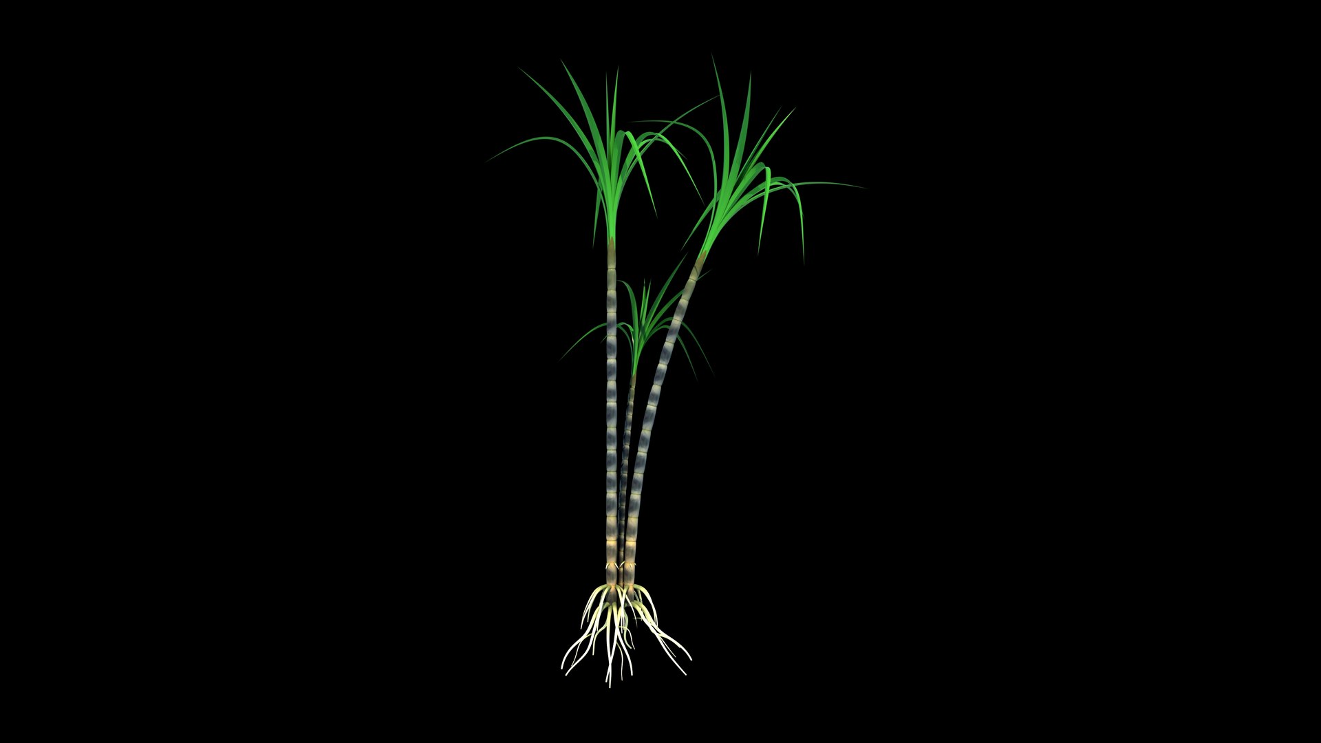 3D Sugarcane - TurboSquid 2207481