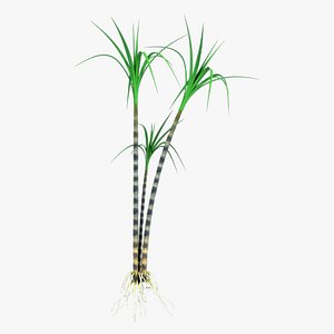 Sugarcane 3D Models for Download | TurboSquid