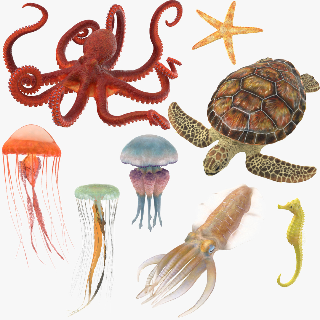 3D sea animals 01 - TurboSquid 1175310