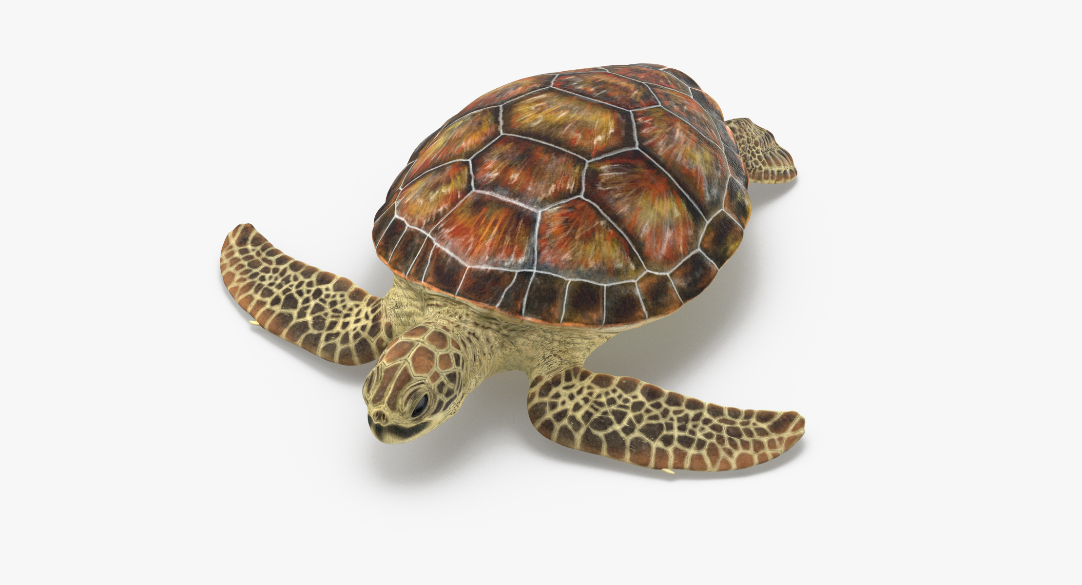 3D sea animals 01 - TurboSquid 1175310