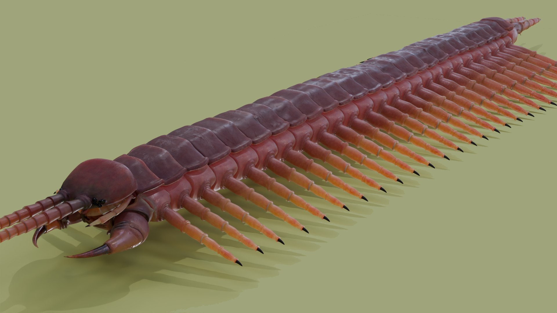 3D Centipede Scolopendra - TurboSquid 2291595