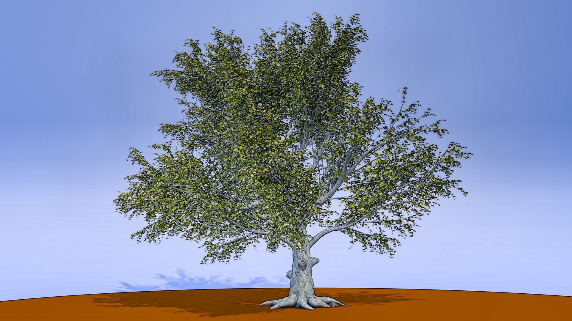 3D American Beech Tree - TurboSquid 1352090