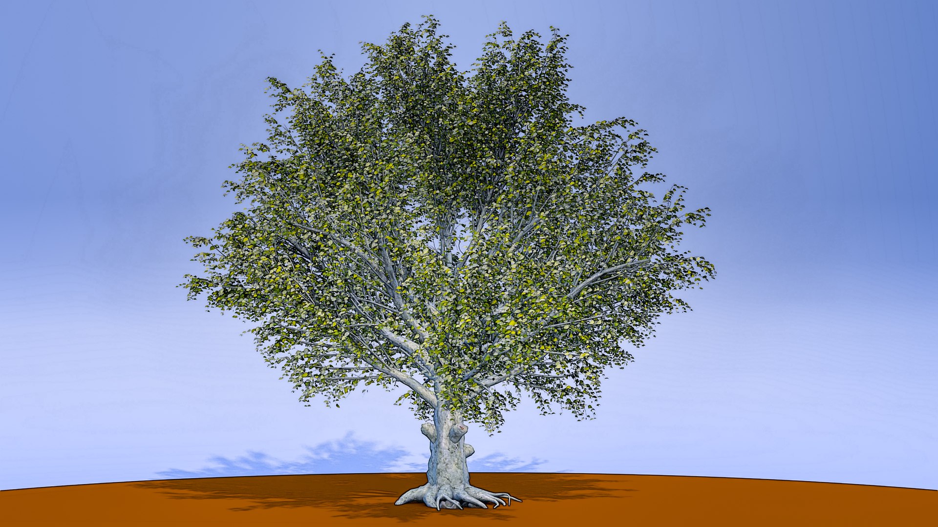 3D American Beech Tree - TurboSquid 1352090