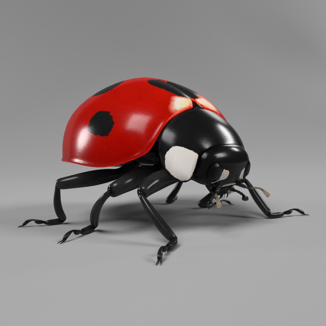 common insect 3d 3ds