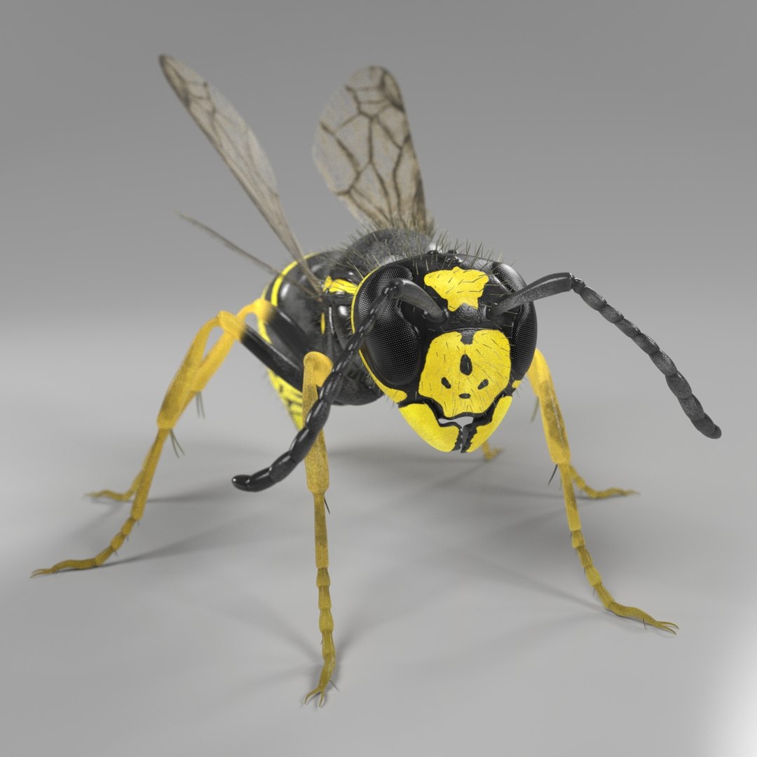 common insect 3d 3ds